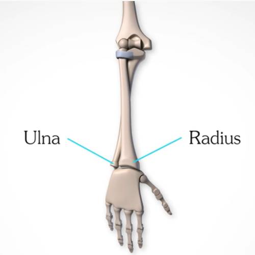 6 Types Of Joints: Human Anatomy – Welcome to SYS Medtech International ...