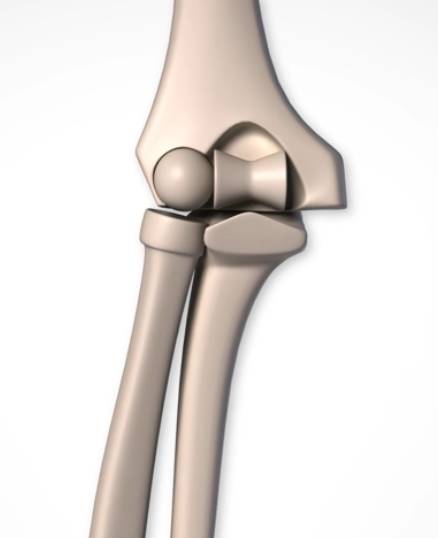 6 Types Of Joints: Human Anatomy – Welcome to SYS Medtech International ...