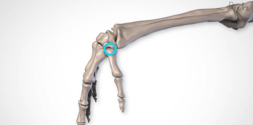 6 Types Of Joints: Human Anatomy – Welcome to SYS Medtech International ...