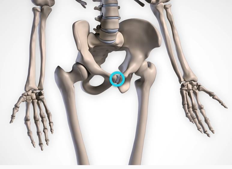 6 Types Of Joints: Human Anatomy – Welcome to SYS Medtech International ...