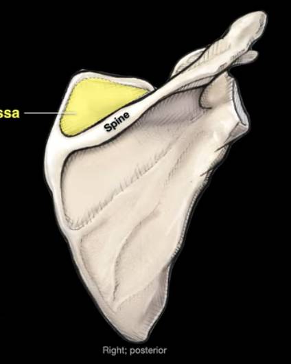 Anatomy and Function Of The Scapula – Human Anatomy – Welcome to SYS ...